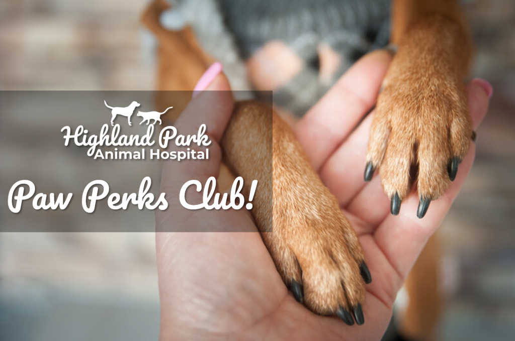 Paw Perks Club - Highland Park Animal Hospital